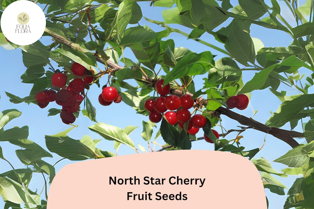 North Star Cherry Seeds | Dwarf Sour Cherry Tree for Home Garden - Etsy