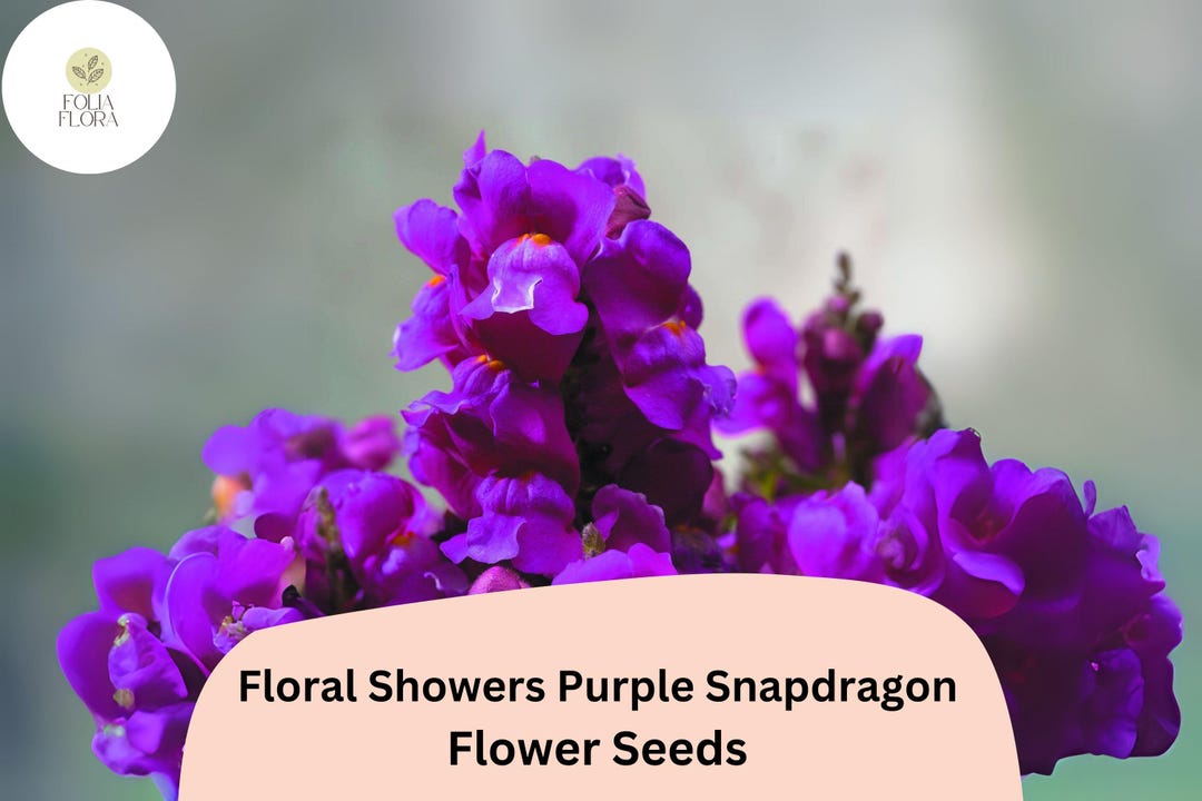 Floral Showers Purple Snapdragon Seeds (antirrhinum Majus) | 1000 ...
