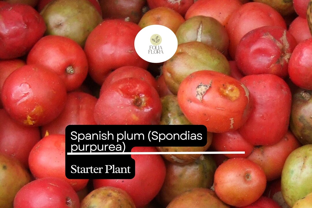 1 Starter Plant Spanish Plum Tree (spondias Purpurea) Live Tropical ...