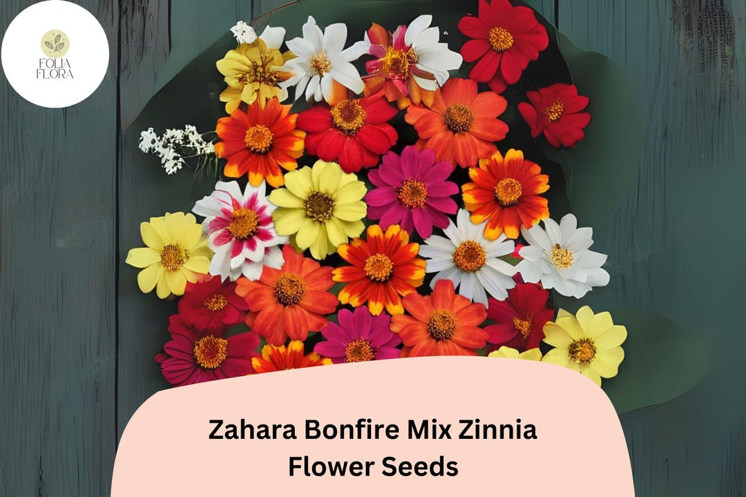 100+ Zahara Bonfire Mix Zinnia Seeds – Warm Red, Orange & Yellow Blooms ...