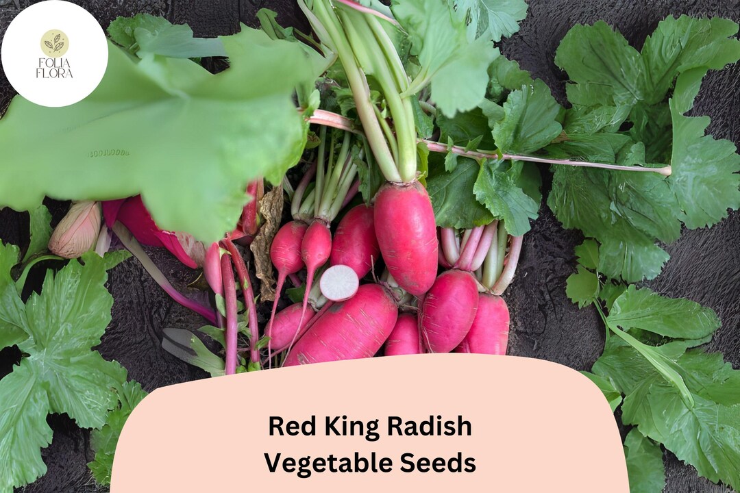 500+ Red King Radish Seeds | Large Red Radish Variety for Crisp ...