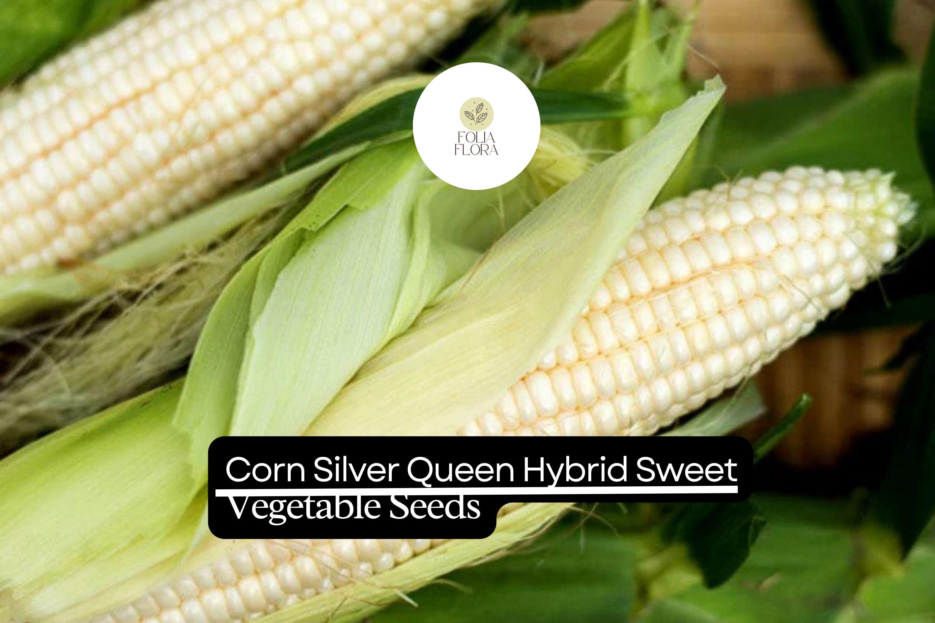 5g Corn Silver Queen Hybrid Sweet Seeds | Zea Mays | High-yield Sweet ...