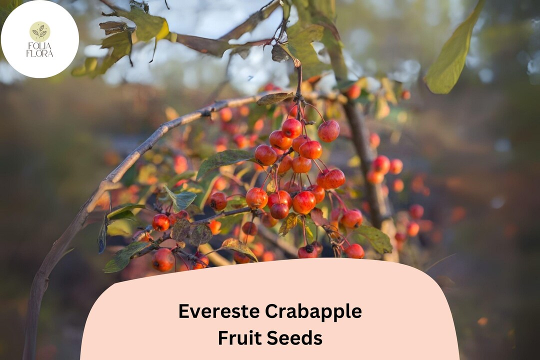 25+ Evereste Crabapple Seeds | Malus ‘evereste’ Ornamental Tree | Pink ...