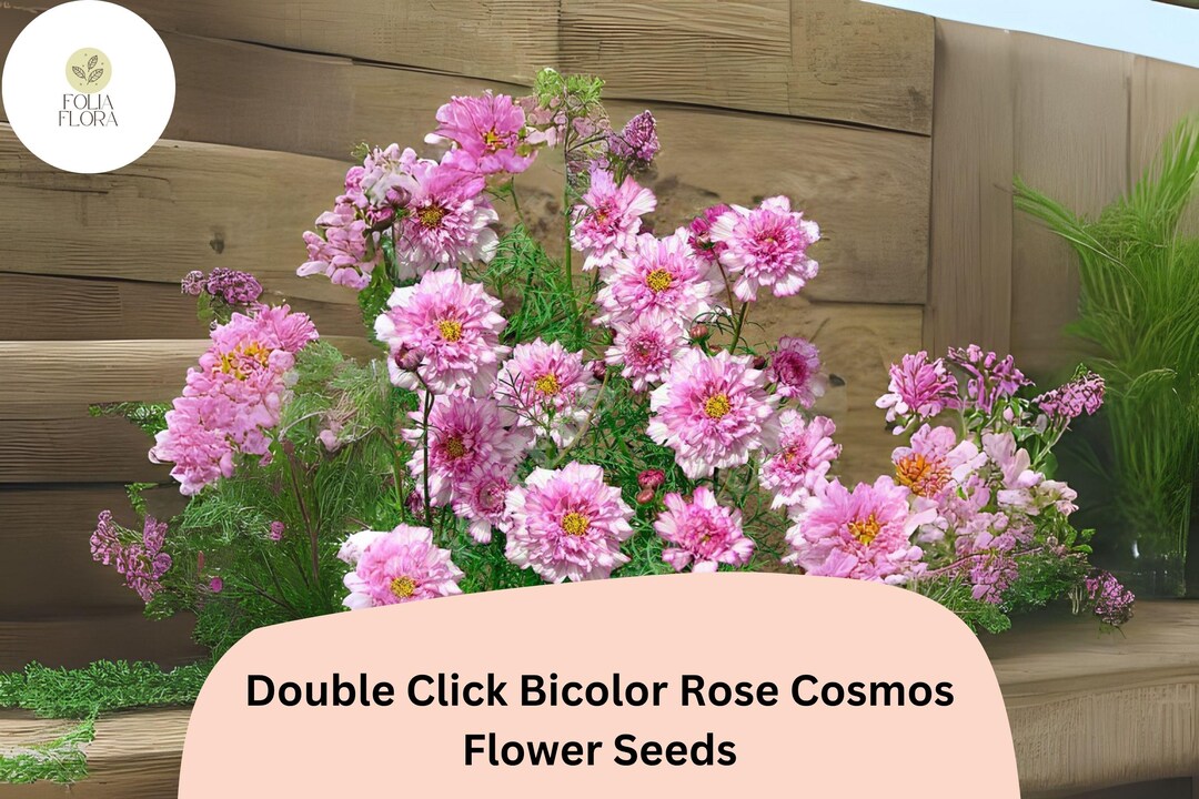 200+ Double Click Bicolor Rose Cosmos Seeds | Cosmos Bipinnatus Pink ...