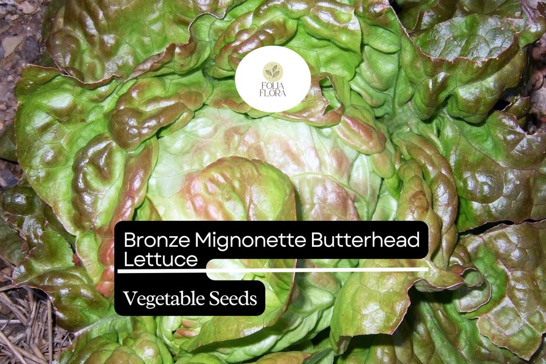 1g Bronze Mignonette Butterhead Lettuce Seeds Lactuca Sativa | Heirloom ...