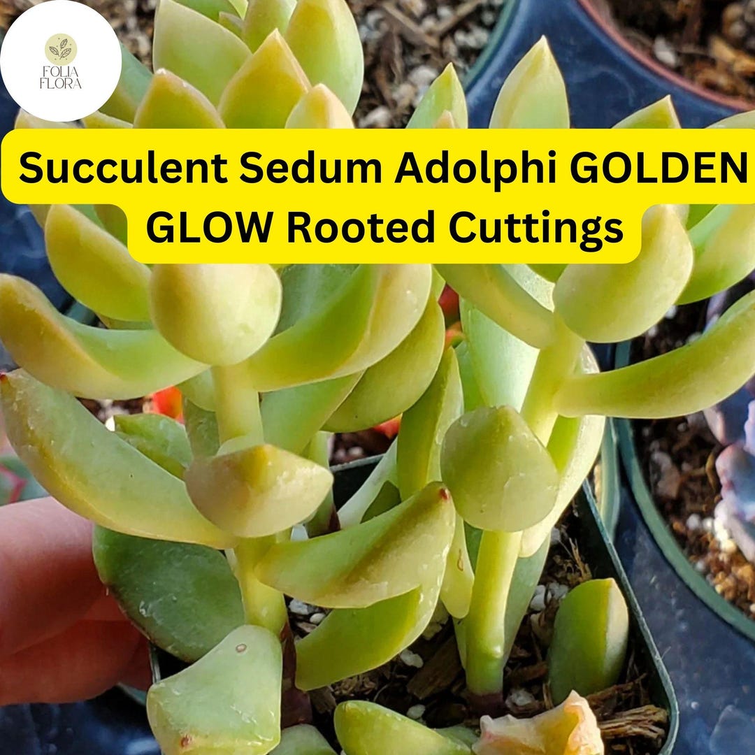 2 Bare Root Live Plants 2" Sedum Adolphi ‘golden Glow’ Succulent ...