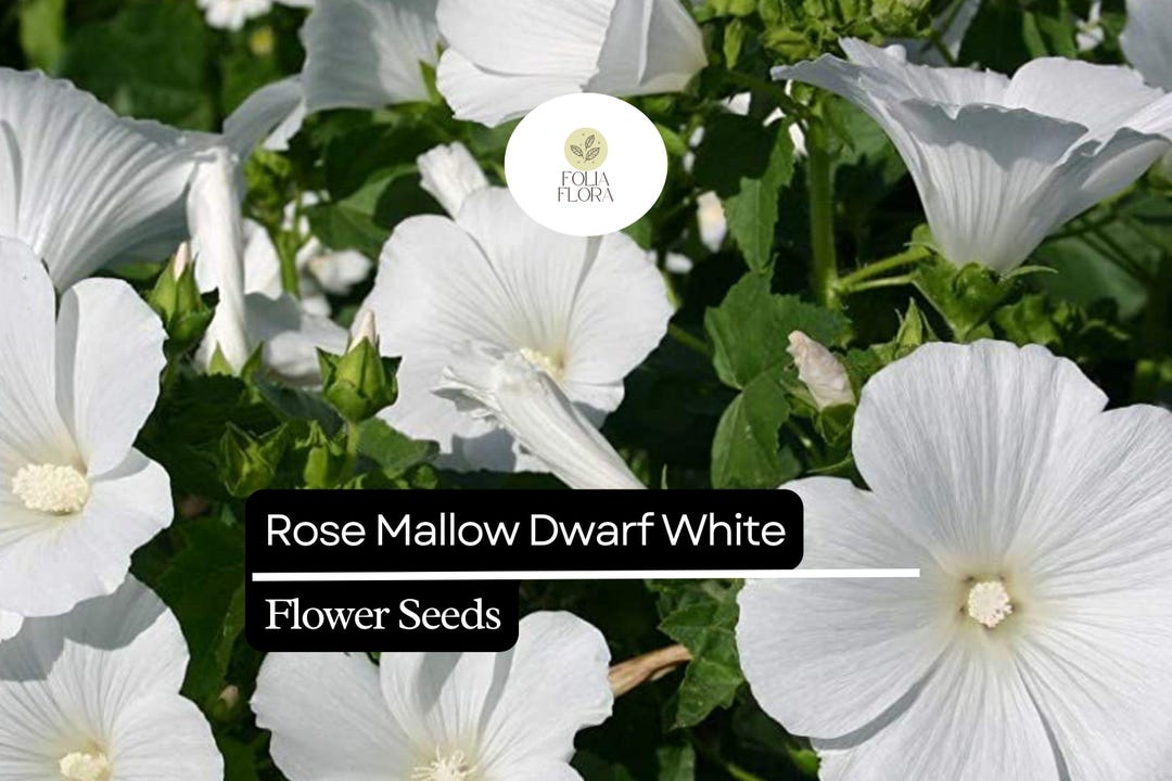 250mg Rose Mallow Dwarf White Seeds (hibiscus Moscheutos) - Compact ...