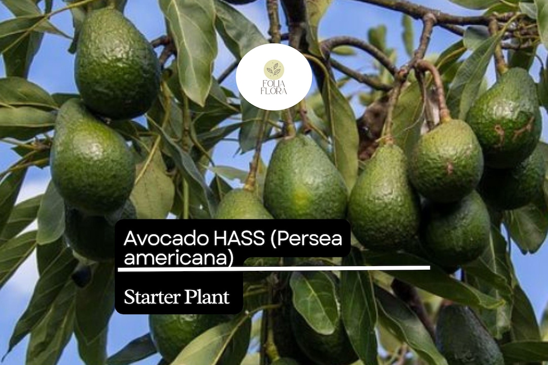 1 Starter Plant Avocado Hass Tree (persea Americana) Live Tropical ...