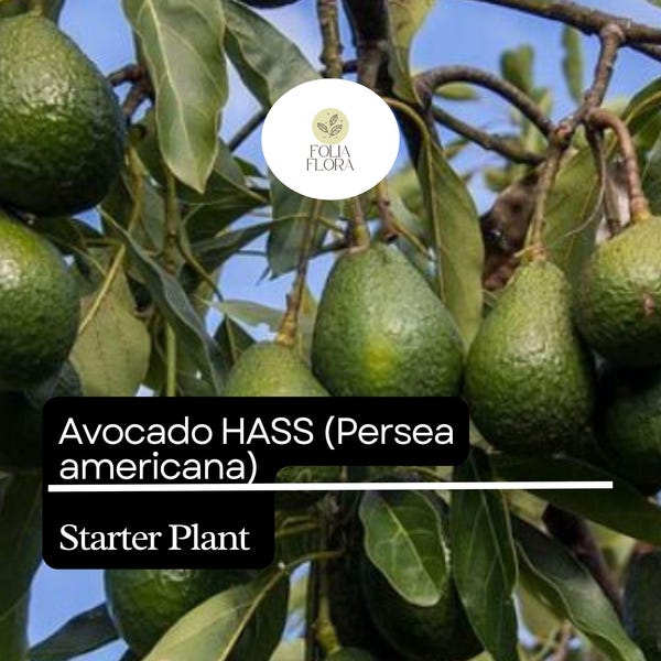 Hass Avocado Tree - Etsy