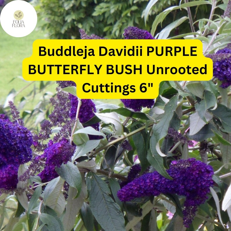 Buddleja Davidii | Purple Butterfly Bush | 7 Live 6” Unrooted Cuttings ...
