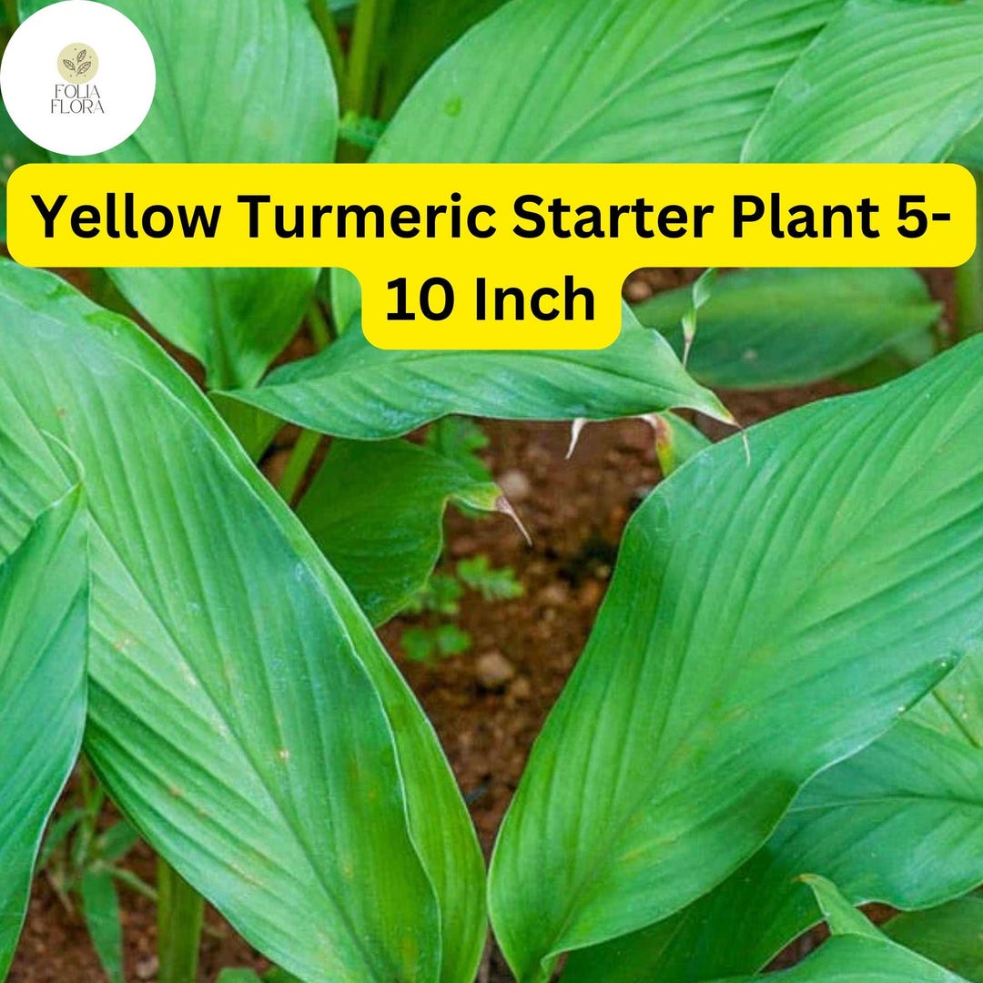 1 Yellow Turmeric Live Plant, Curcuma Longa, 5-10 Inch Flowering Ginger ...