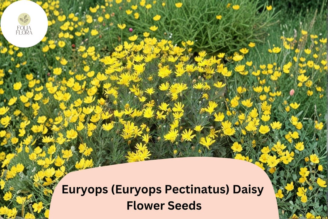 200+ Euryops Daisy Seeds | Euryops Pectinatus | Yellow Blooms | Drought ...