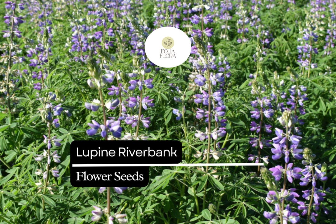 500mg Lupine Riverbank Seeds (lupinus Rivularis) - Perennial Pollinator ...