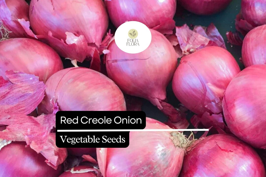 200 Seeds Red Creole Onion, Allium Cepa, Flavorful Heirloom for Cooking ...