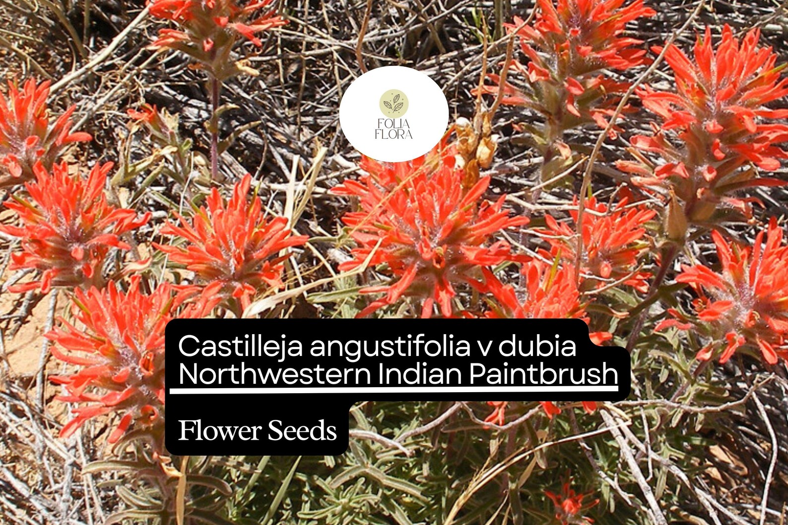300 Seeds Northwestern Indian Paintbrush Castilleja Angustifolia V ...