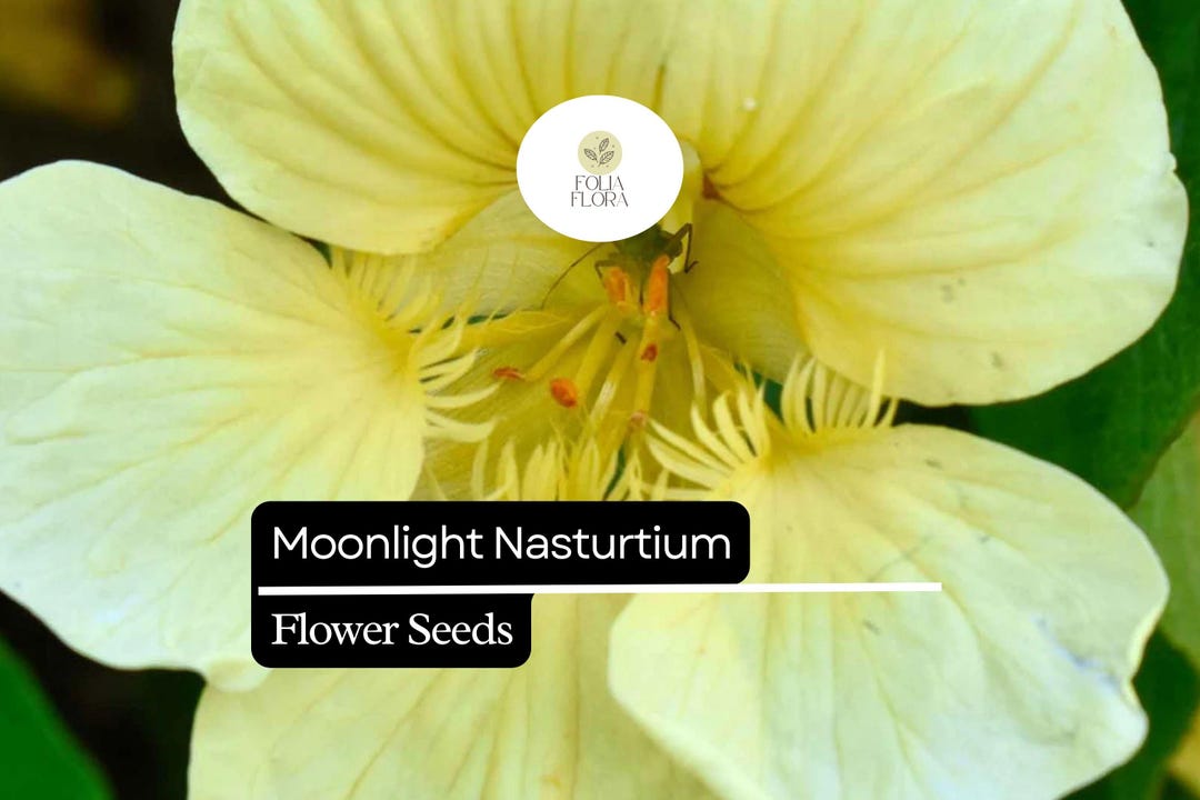 15 Seeds Moonlight Nasturtium (tropaeolum Majus) – Soft Creamy-yellow ...