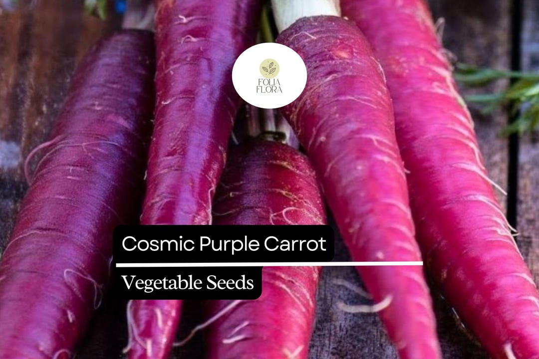 300 Seeds Cosmic Purple Carrot (daucus Carota) – Vibrant Purple Carrots ...