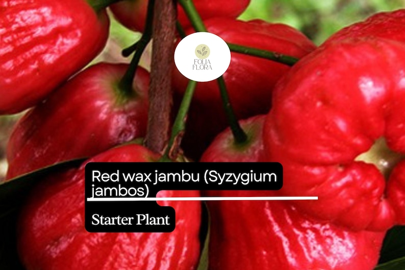 1 Starter Plant Red Wax Jambu Tree (syzygium Jambos) Live Fruit Tree 12 ...