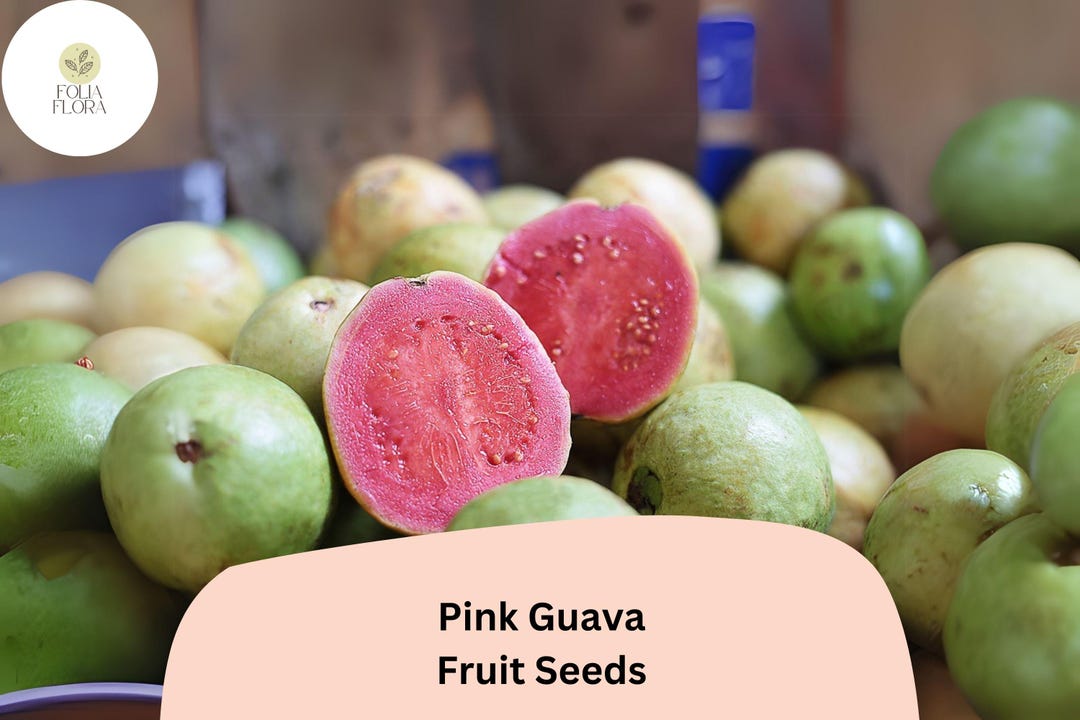 50pcs Tropical Strawberry Guava Seeds – Organic Pink Guava – Exotic ...