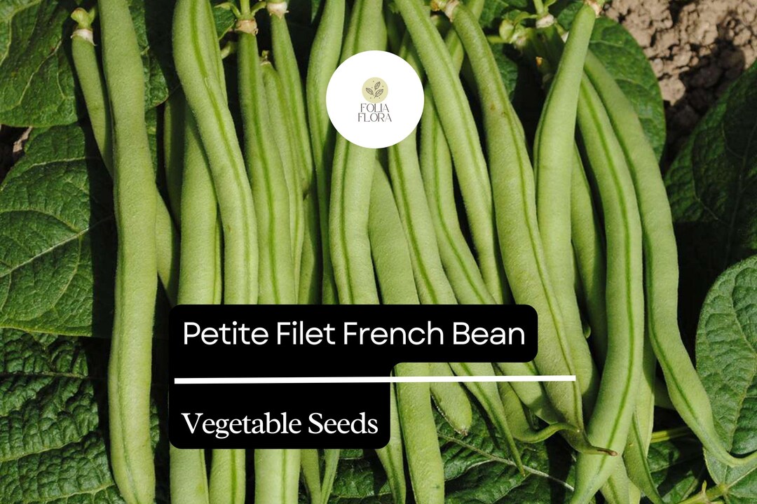 5g Petite Filet French Bean Seeds Phaseolus Vulgaris | Gourmet ...