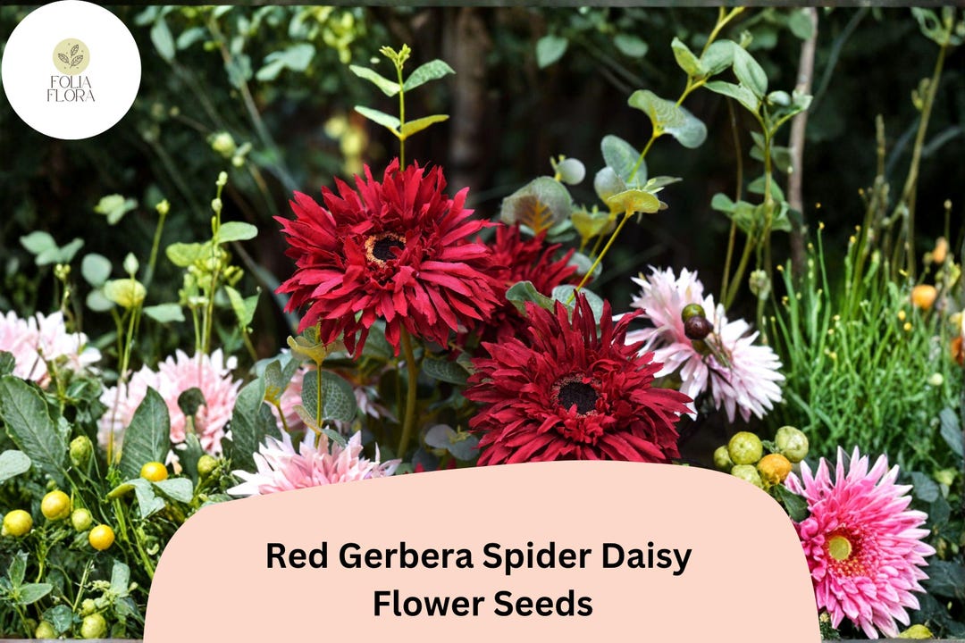 50+ Red Gerbera Spider Daisy Seeds | Gerbera Jamesonii | Unique Petal ...
