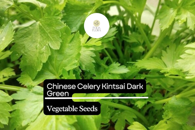 500mg Chinese Celery Kintsai Dark Green Seeds | Apium Graveolens Var ...