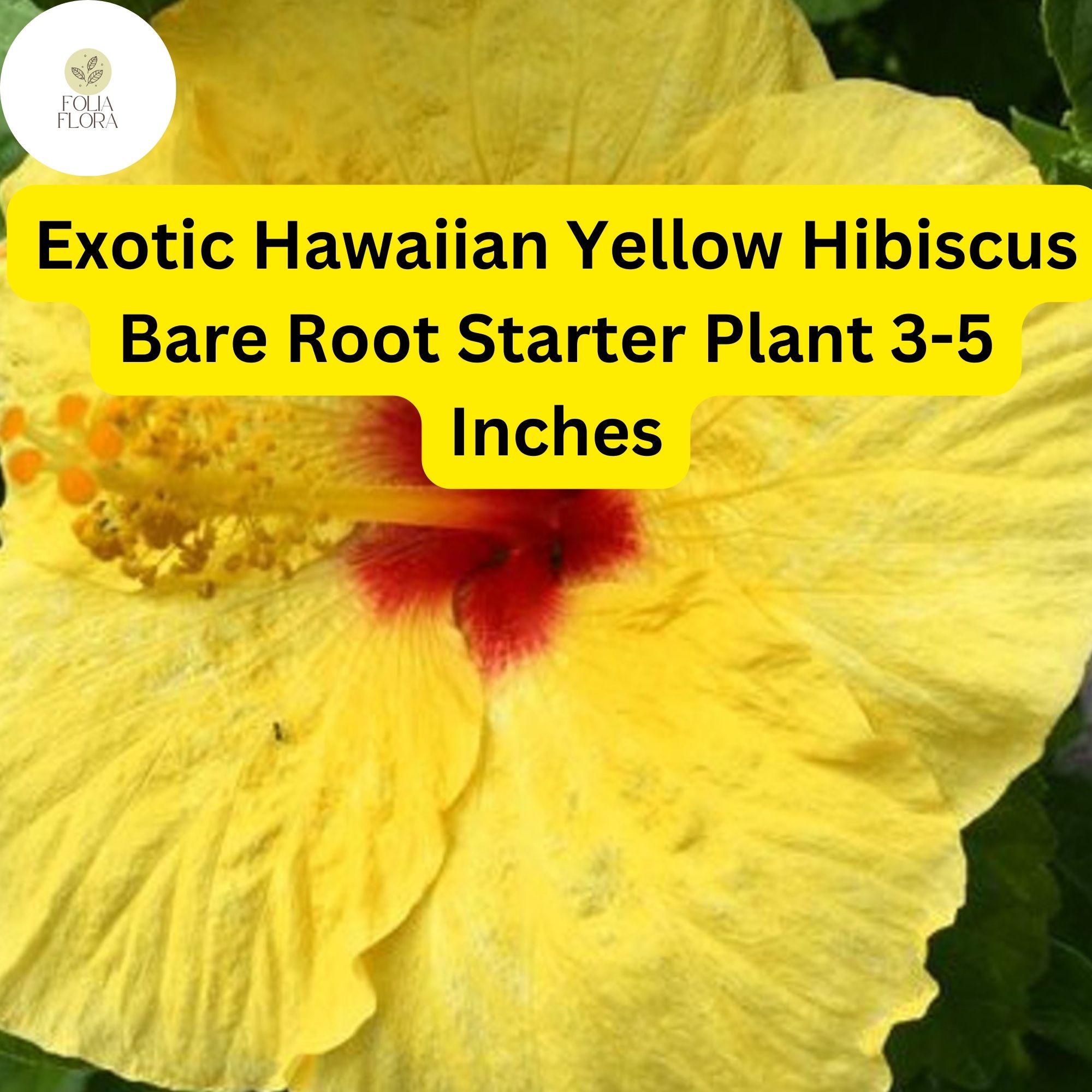 1 Hibiscus Rosa-sinensis 'hawaiian Yellow' - Exotic Yellow Hibiscus ...