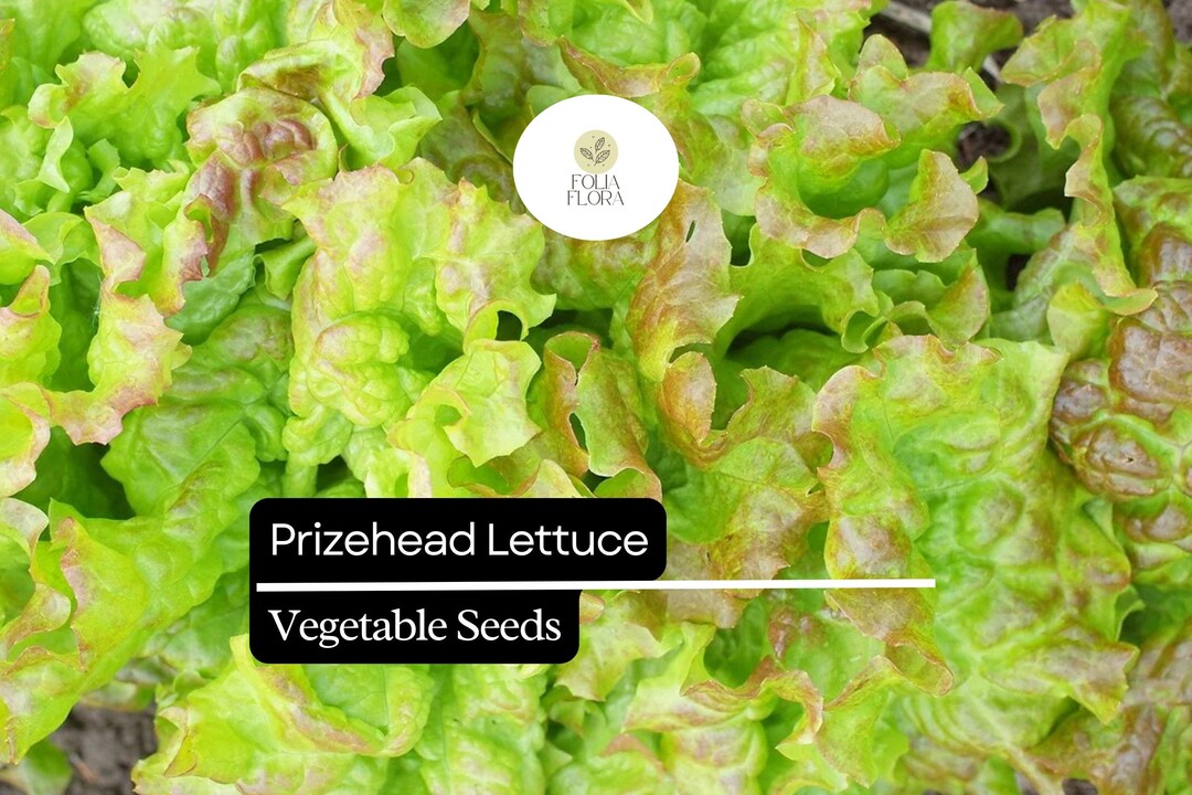 1000 Prizehead Lettuce Seeds – Lactuca Sativa – Heirloom, Sweet & Crisp ...