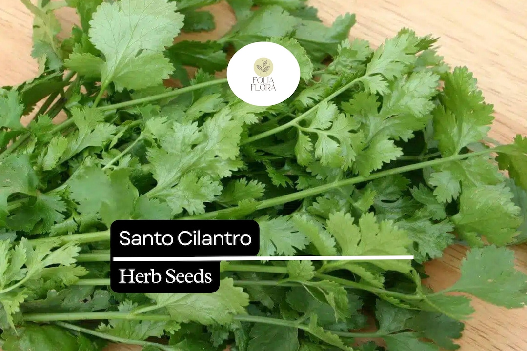 100 Seeds Santo Cilantro - Coriandrum Sativum | Aromatic Herb for ...