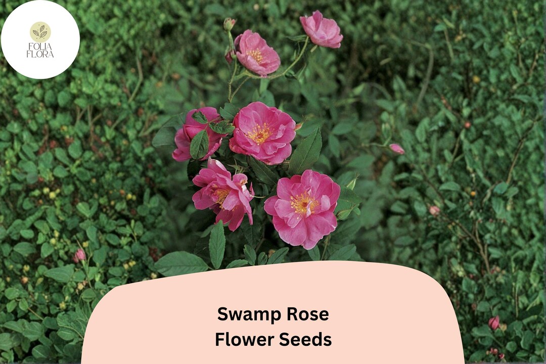 Rosa Palustris Seeds | Swamp Rose Native Shrub Pink Flowers (30 Seeds ...