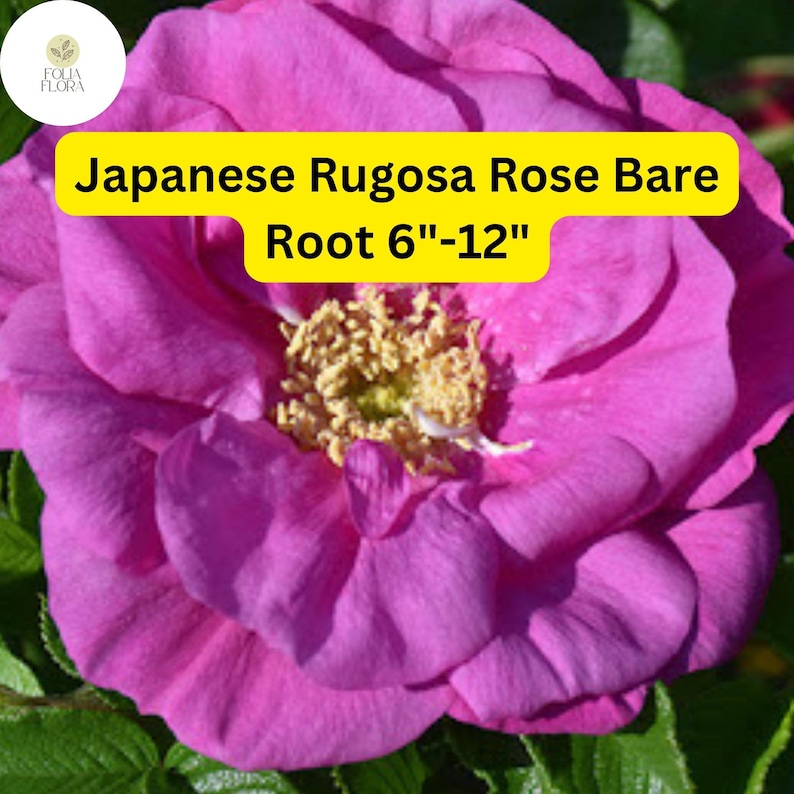 1 Japanese Rugosa Rose (rosa Rugosa) – Live Bare Root Plant 6"-12" - Etsy