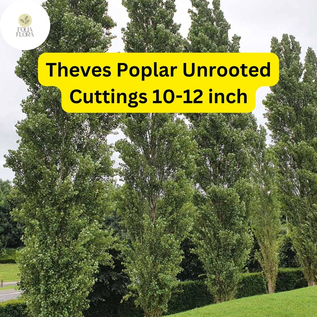 10 Unrooted Cuttings Theves Poplar (populus Nigra ‘afghanica’) - Easy ...