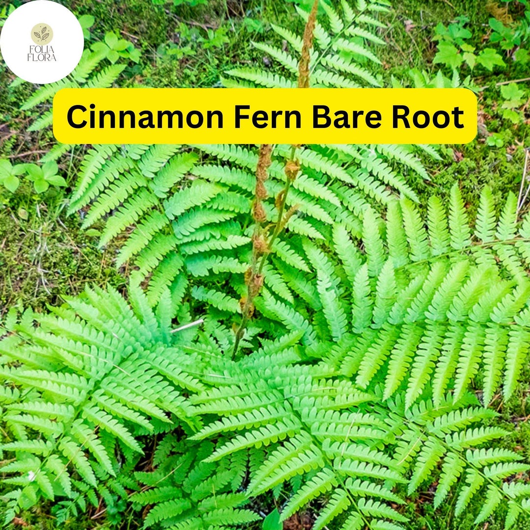3 Bare Root Plants Small Cinnamon Ferns, Osmunda Cinnamomea, Hardy ...