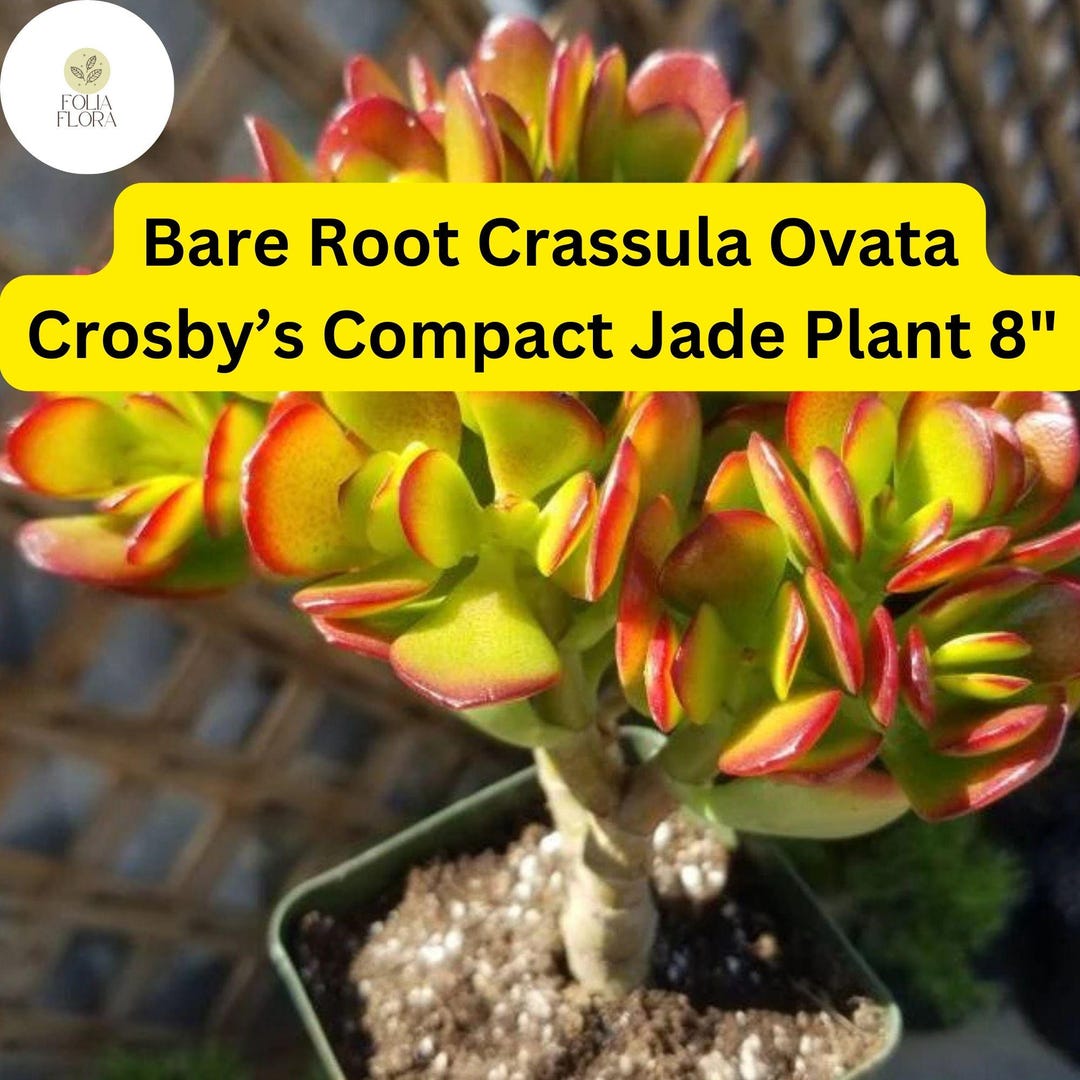 1 Bare Root Live Plant 8" Succulent Crassula Ovata ‘crosby’s Compact ...