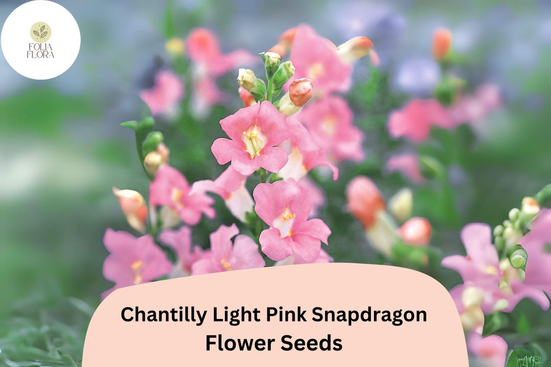 Chantilly Light Pink Snapdragon Seeds | Tall, Fragrant Blooms - Etsy