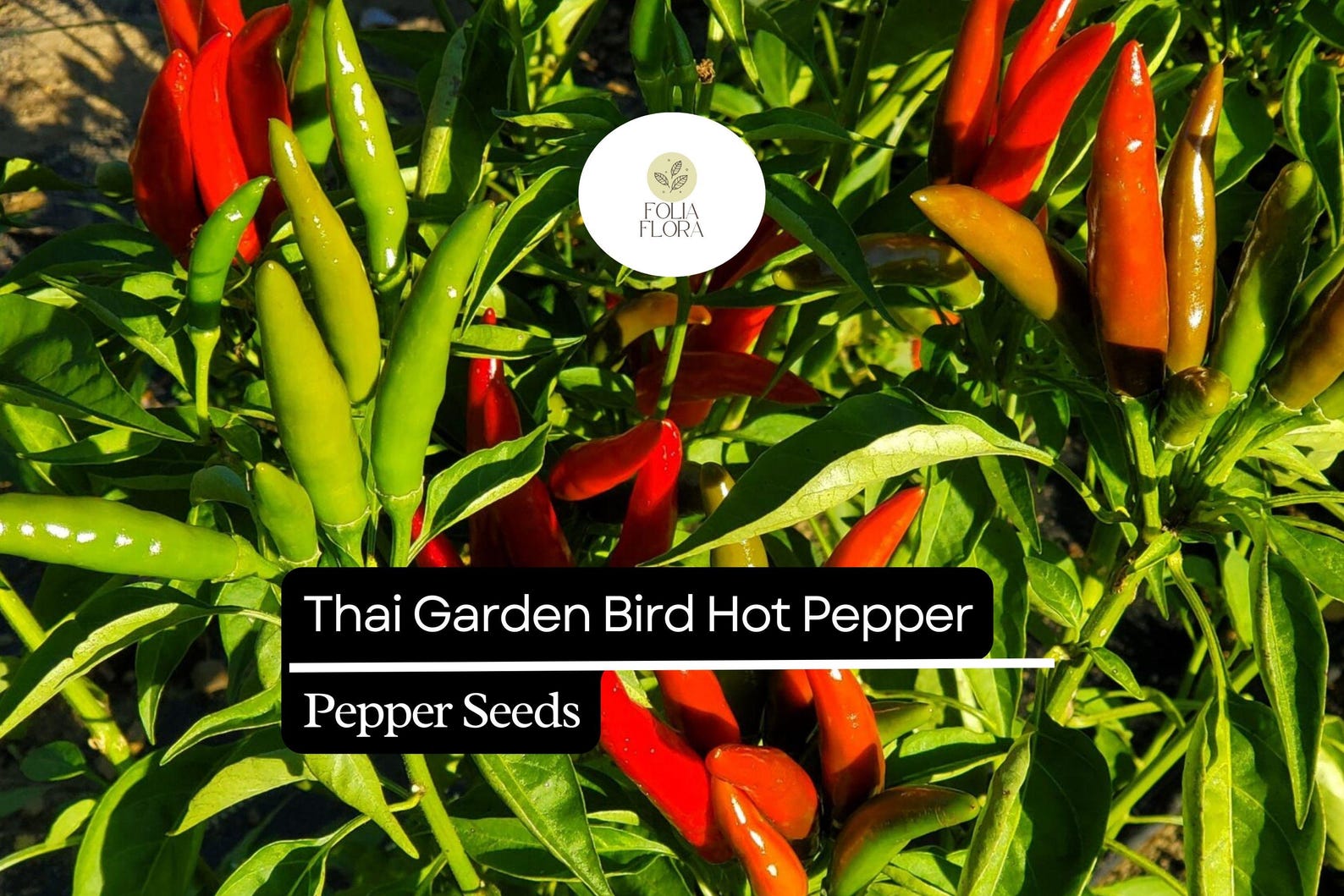 250mg Thai Garden Bird Hot Pepper Seeds Capsicum Annuum Very Hot, Non ...