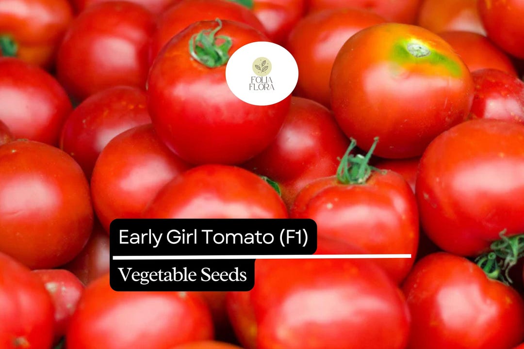 10 Seeds Early Girl Tomato (F1 Hybrid) – Fast-maturing, Sweet, and ...