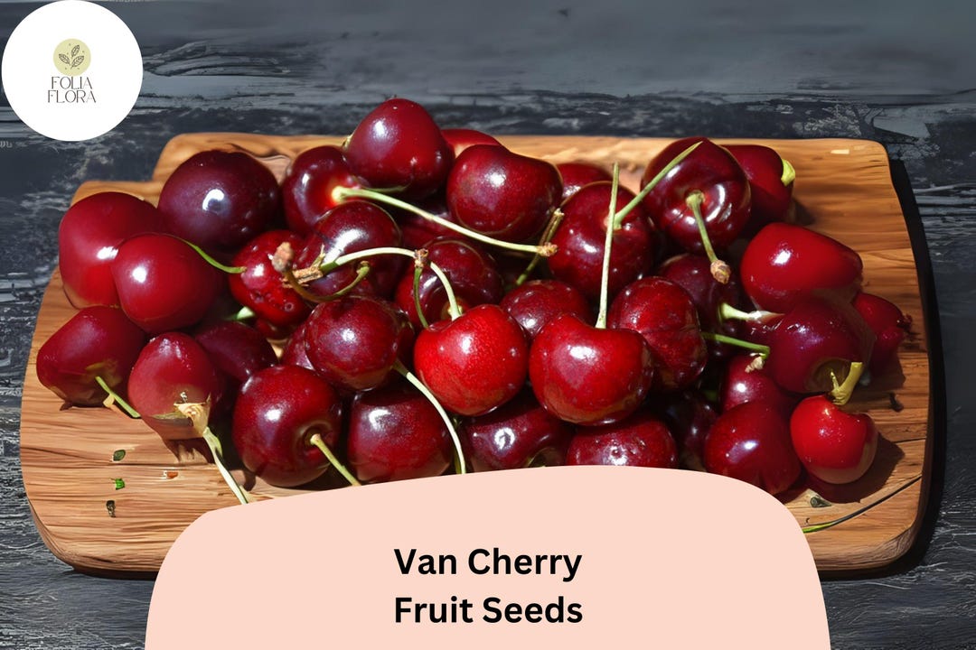 10+ Van Cherry Seeds | Sweet Black Cherry Tree Seeds for Garden ...