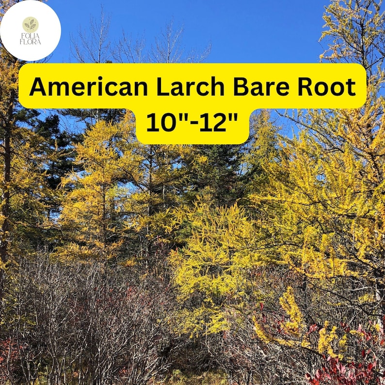 American Larch Tree, Bare Root Larix Laricina, Hardy Conifer - Etsy