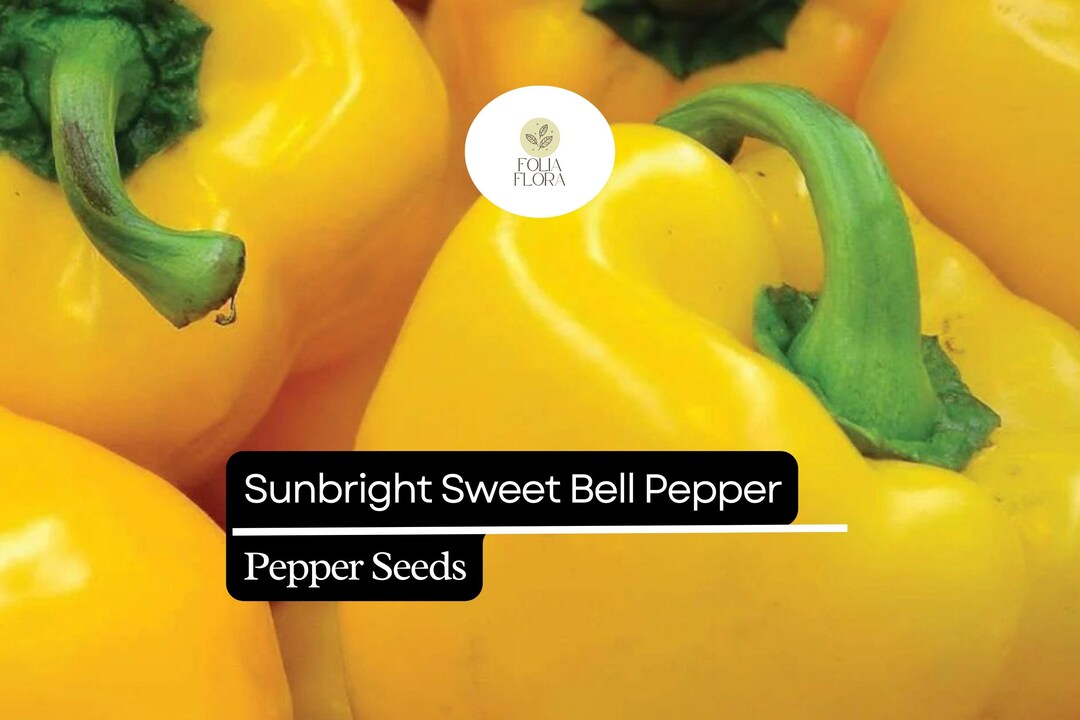 20 Sunbright Sweet Bell Pepper Seeds – Capsicum Annuum – Yellow Bell ...