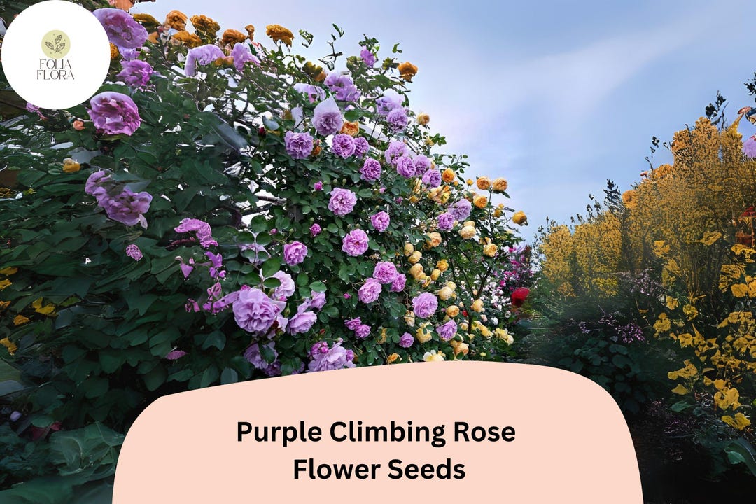 20pcs Purple Climbing Rose Seeds – Rare Vining Roses, Elegant Purple ...