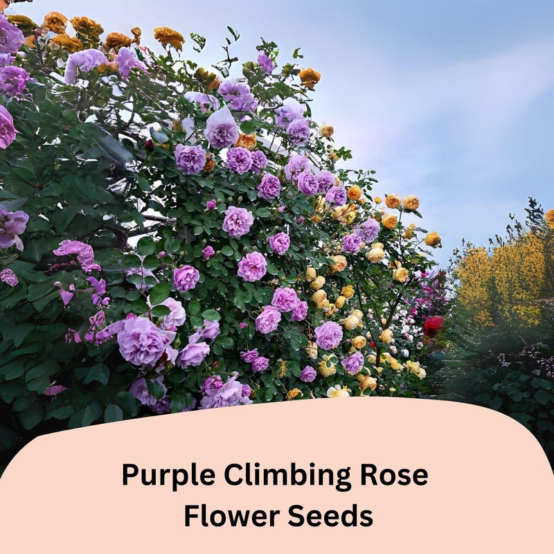 Purple Climbing Rose - Etsy