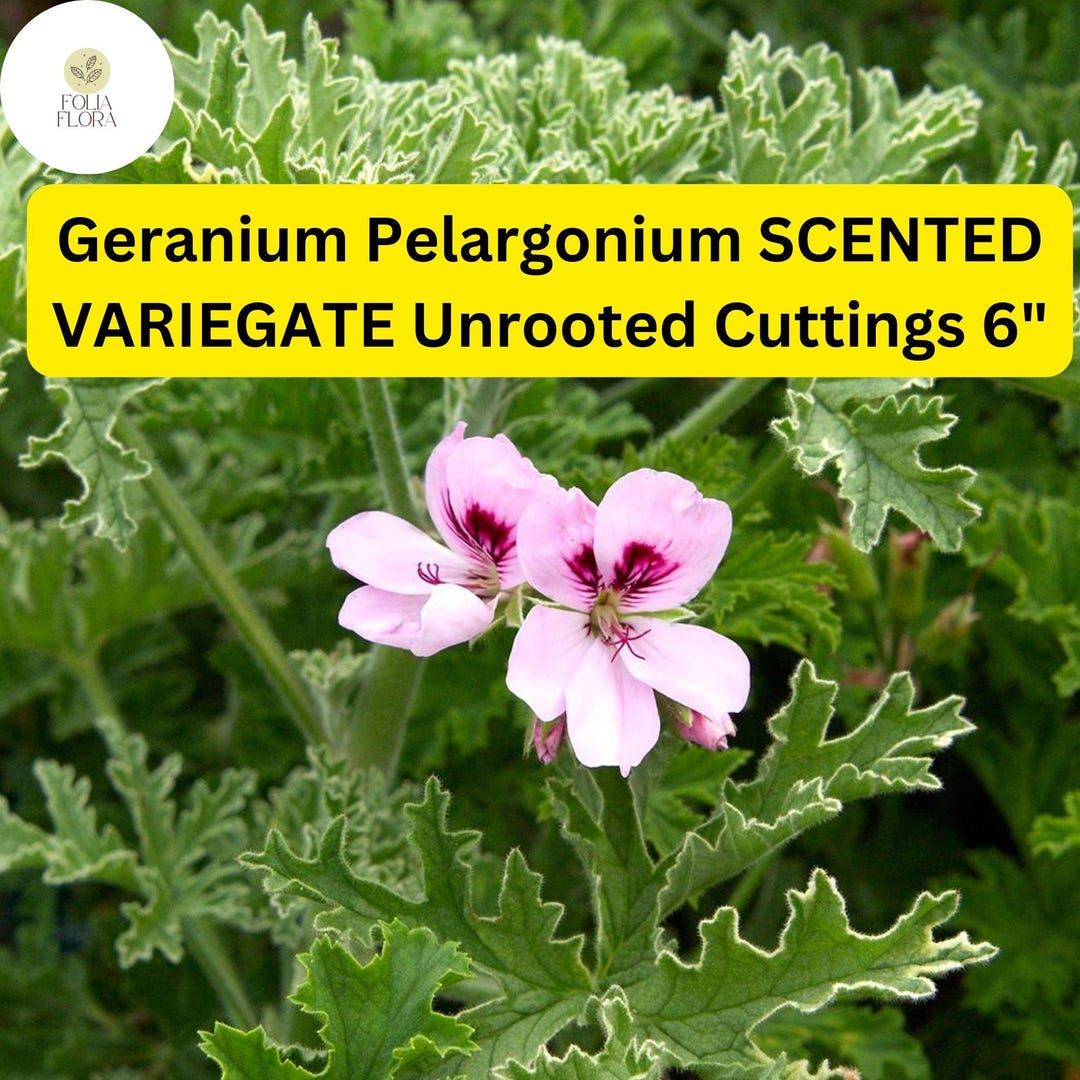 Geranium Pelargonium ‘scented Variegated’ | 3 Live 6” Unrooted Cuttings ...