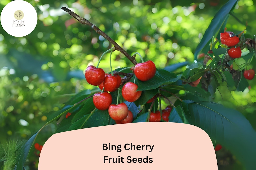 Bing Cherry Tree Seeds (10+) | Prunus Avium, Heirloom Variety - Etsy