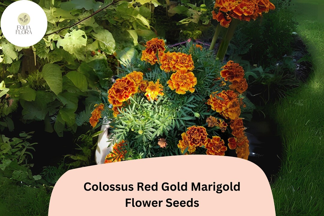 25+ Colossus Red Gold Marigold Seeds | Giant African Marigold | Large ...
