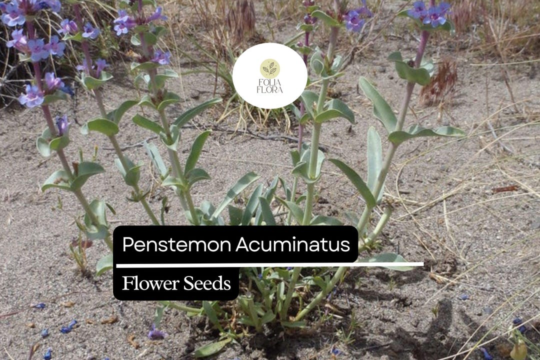 100mg Penstemon Acuminatus Seeds, Sharpleaf Penstemon, Drought-tolerant ...