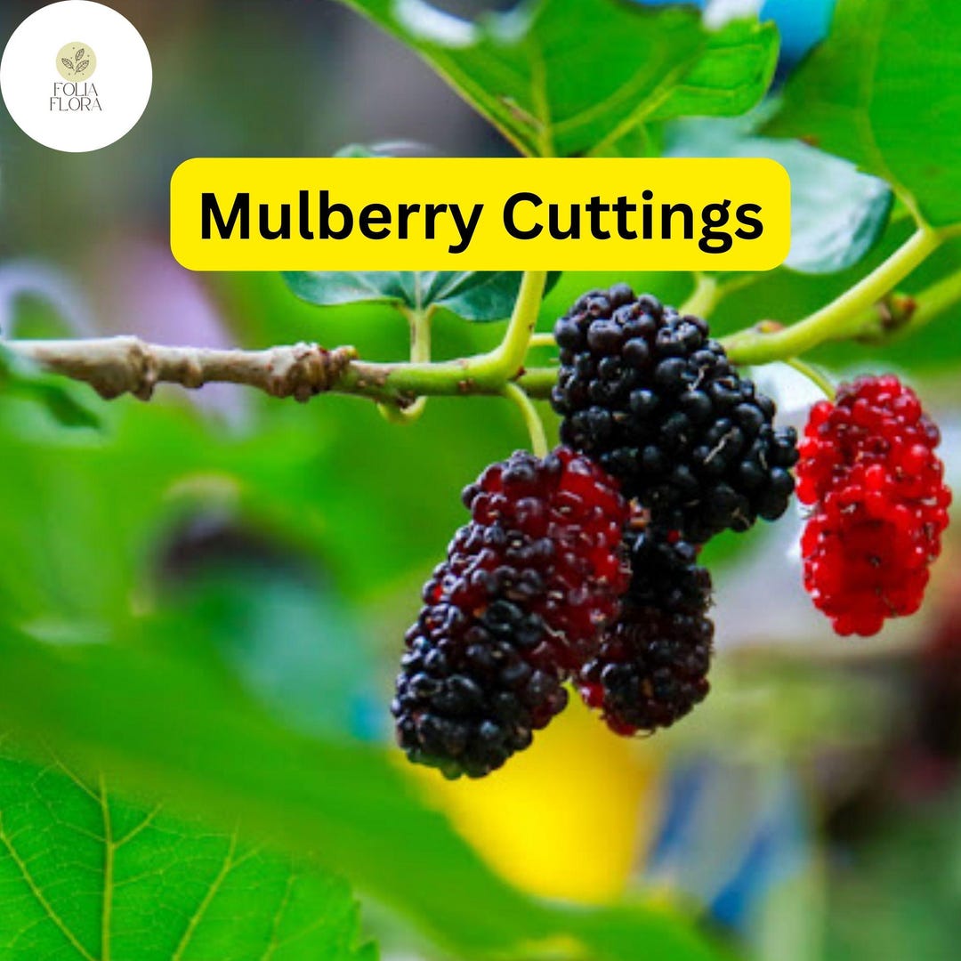 10 Cuttings of Mulberry, Early Fruiting, Easy-to-root and Grow, Morus ...