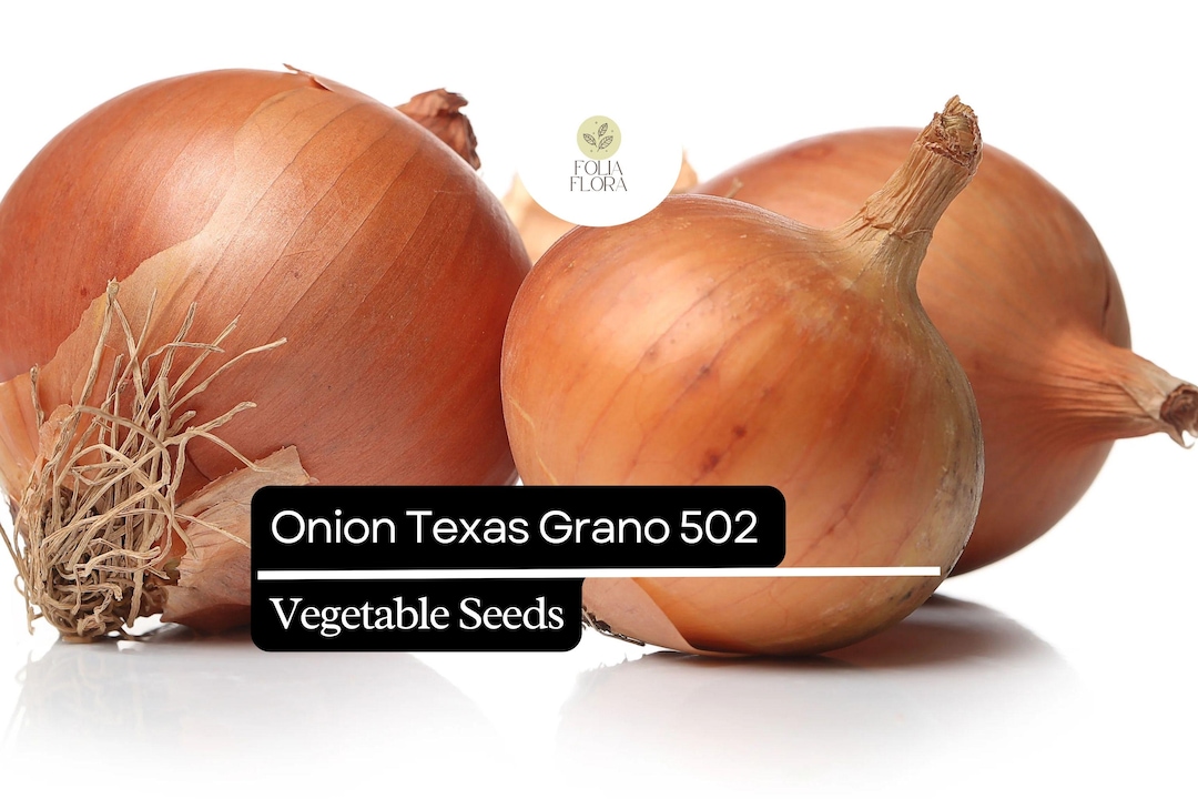 250mg Onion Texas Grano 502 Seeds Allium Cepa | Sweet Globe Onion, Non ...