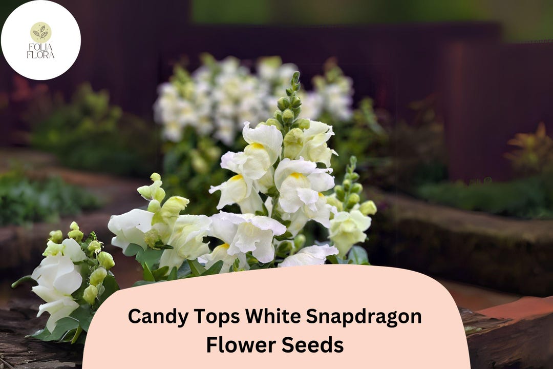 Candy Tops White Snapdragon Seeds (antirrhinum Majus) | 1000+ Seeds ...