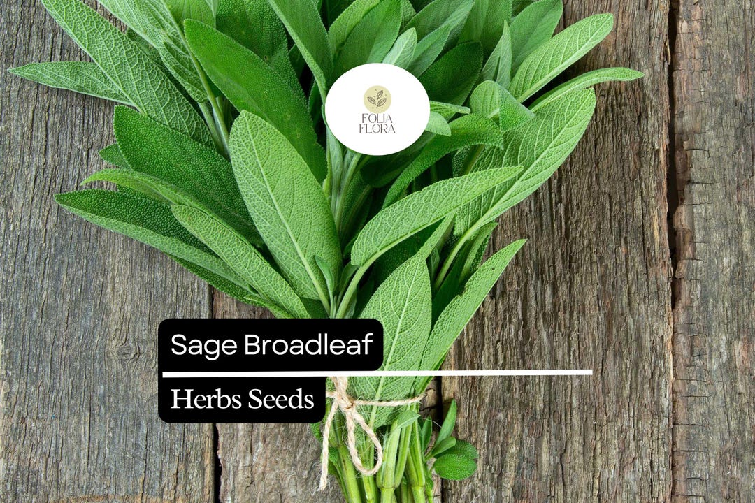300mg Sage Broadleaf Seeds | Salvia Officinalis | Heirloom, Non-gmo ...